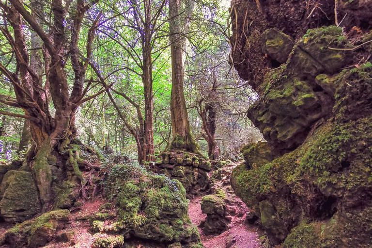 The mystical forest that inspired Lord of the Rings and Harry Potter is ...