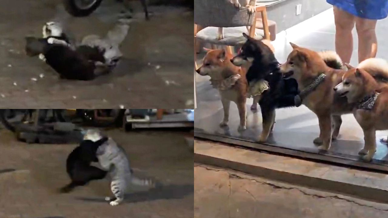 Nosy pups watch intently as cats brawl outside pet store