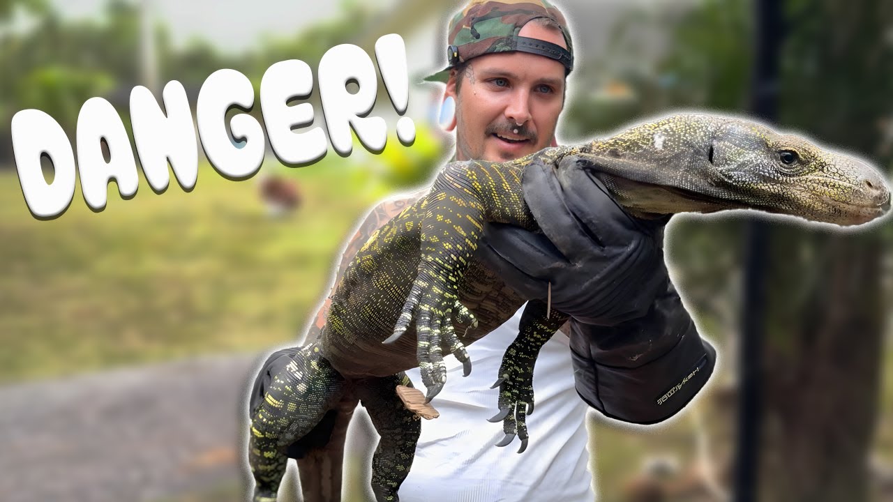 Upgrading Homes for Giant Lizards and Venomous Snakes