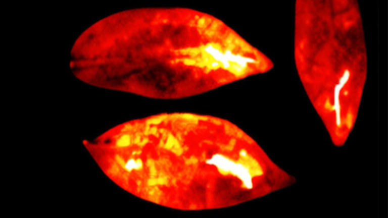 Light of life is real: Scientists prove we emit a glow that fades when ...