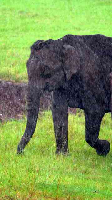 Elephant A Majestic Creature of the Wild