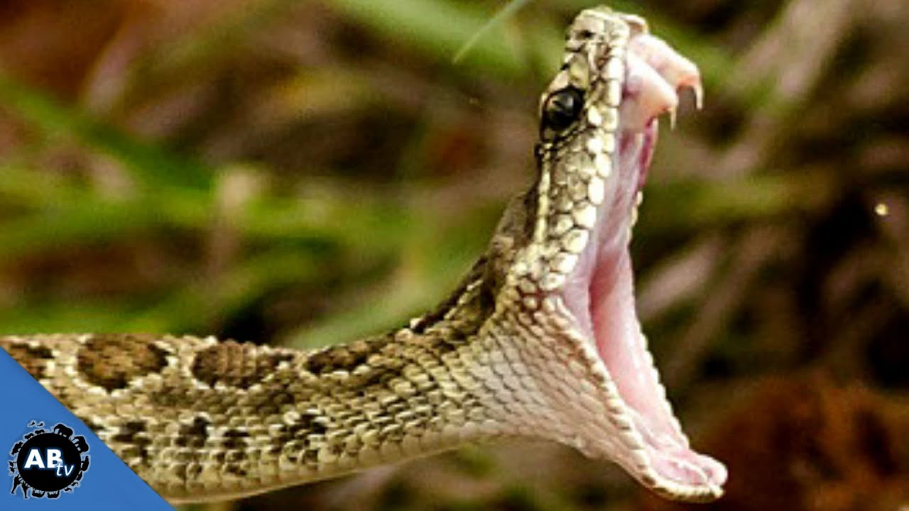 SnakeBytesTV - Deadly Venomous Snakes