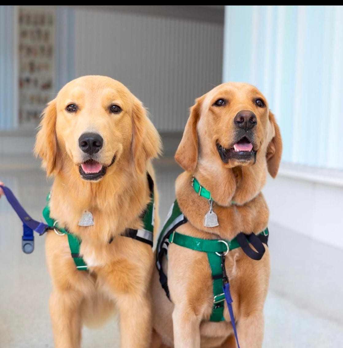 Four lovable pups were inducted into the 2025 Iowa Animal Hall of Fame ...