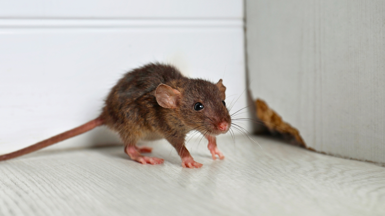 10 smells that send mice running (and where I use them)