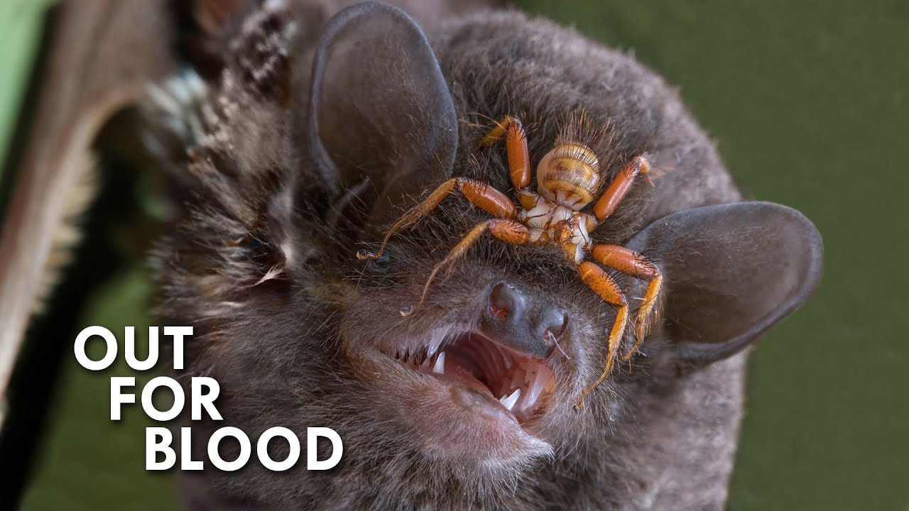 Bloodsuckers: These Vampires are Out for Blood