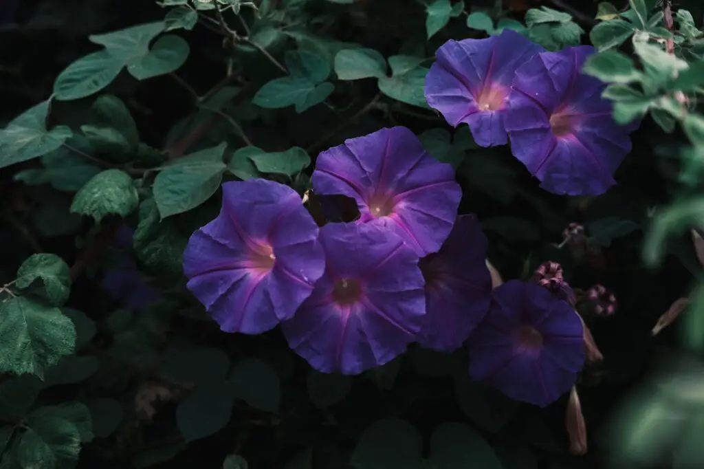 10 Plants That Will Ruin Your Vegetable Garden If You Let Them