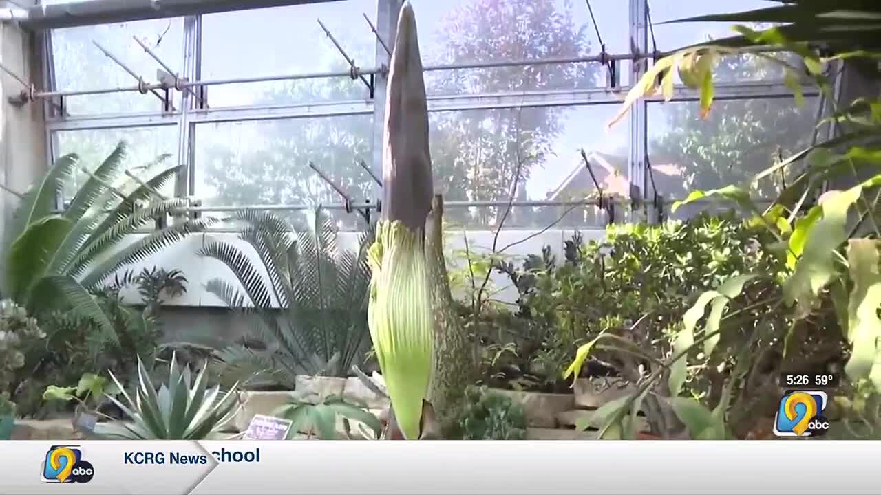 Reiman Gardens in Ames preparing for rare ‘Corpse Flower’ bloom