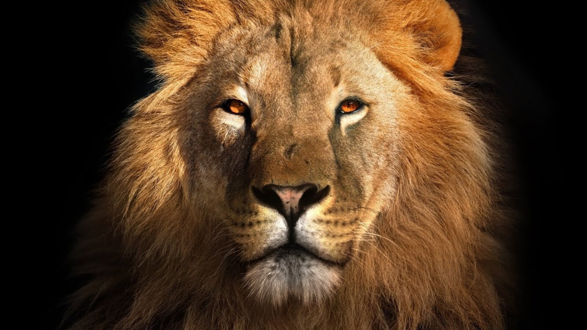 The cat breed that is closest to a lion