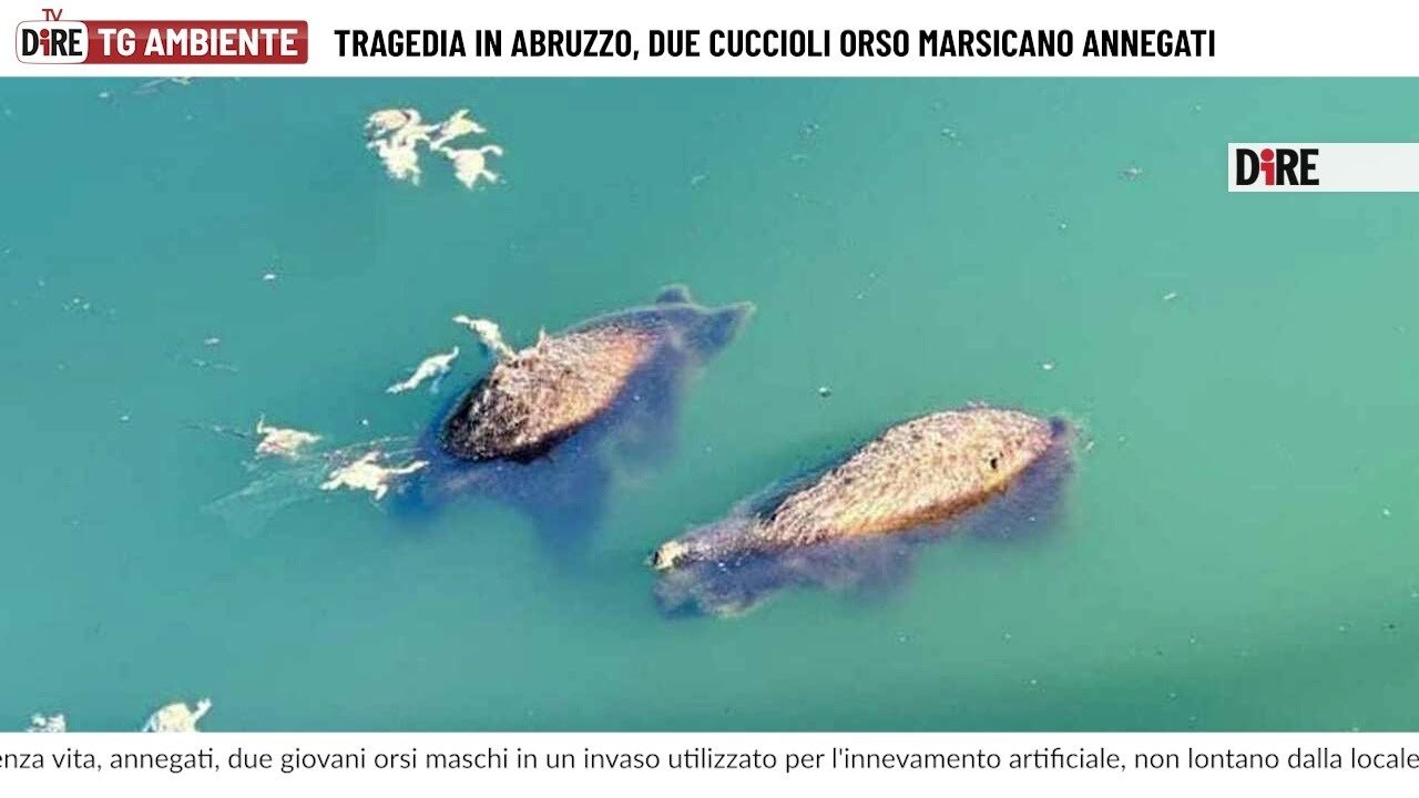TgAmbiente 13 maggio: tragedia per due orsi marsicani, morti a causa ...