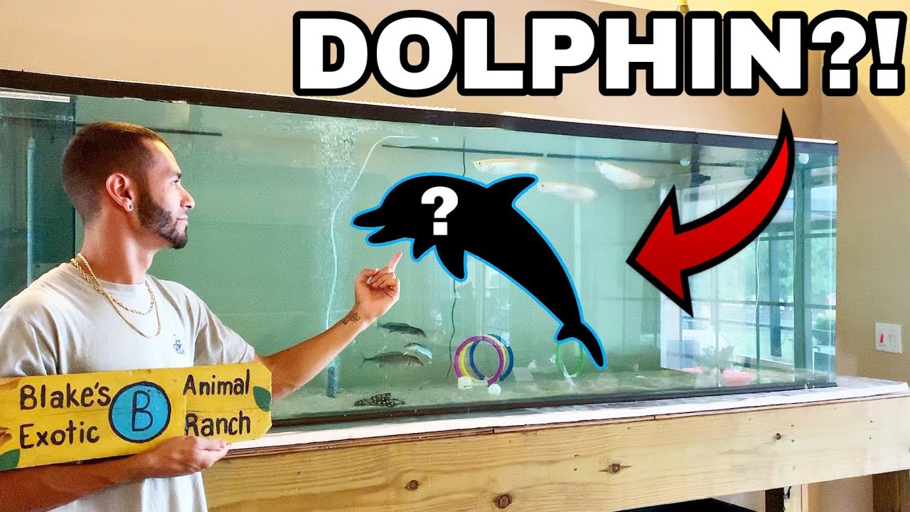 The Truth About Pet Baby Dolphins in a Fish Tank