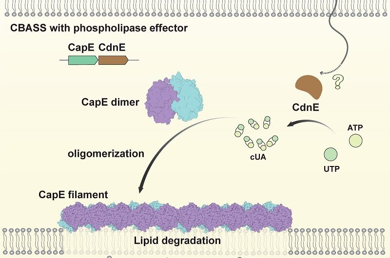 Bacterial immune system uses filament formation to disrupt viral invaders