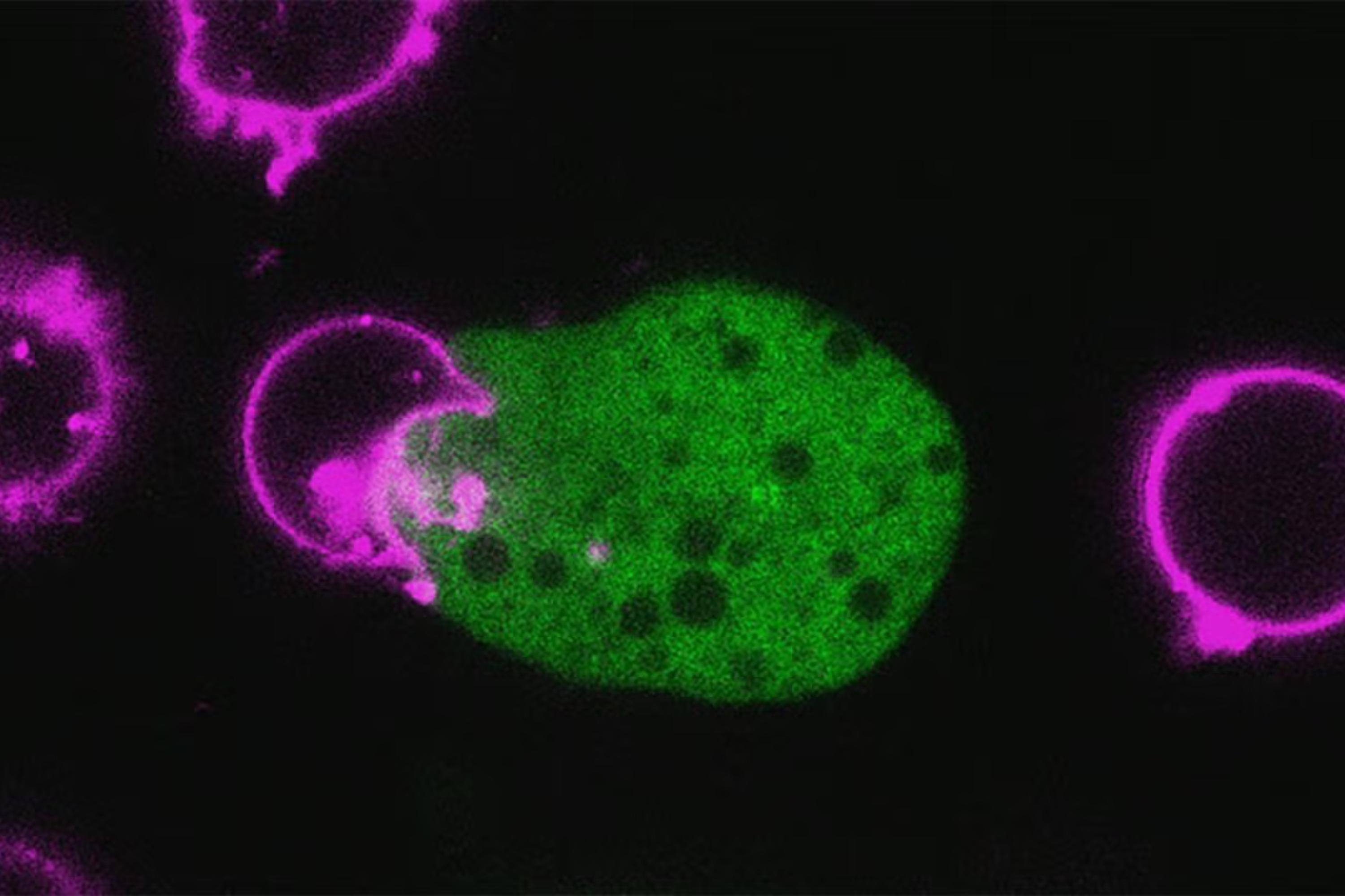 Parasite Kills Human Cells and Wears Their Remains As Disguise