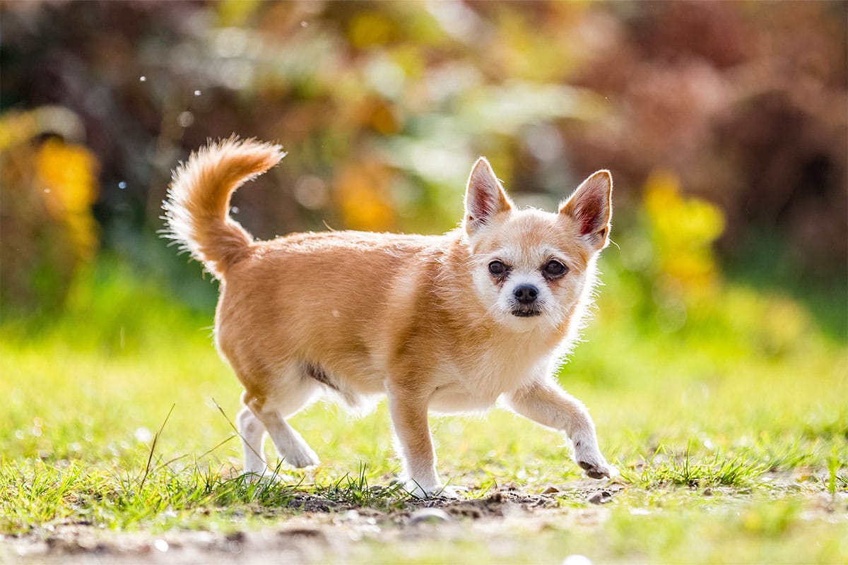 15 Watchful Dog Breeds That Notice Everything