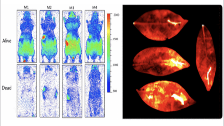 Light of life is real: Scientists prove we emit a glow that fades when ...