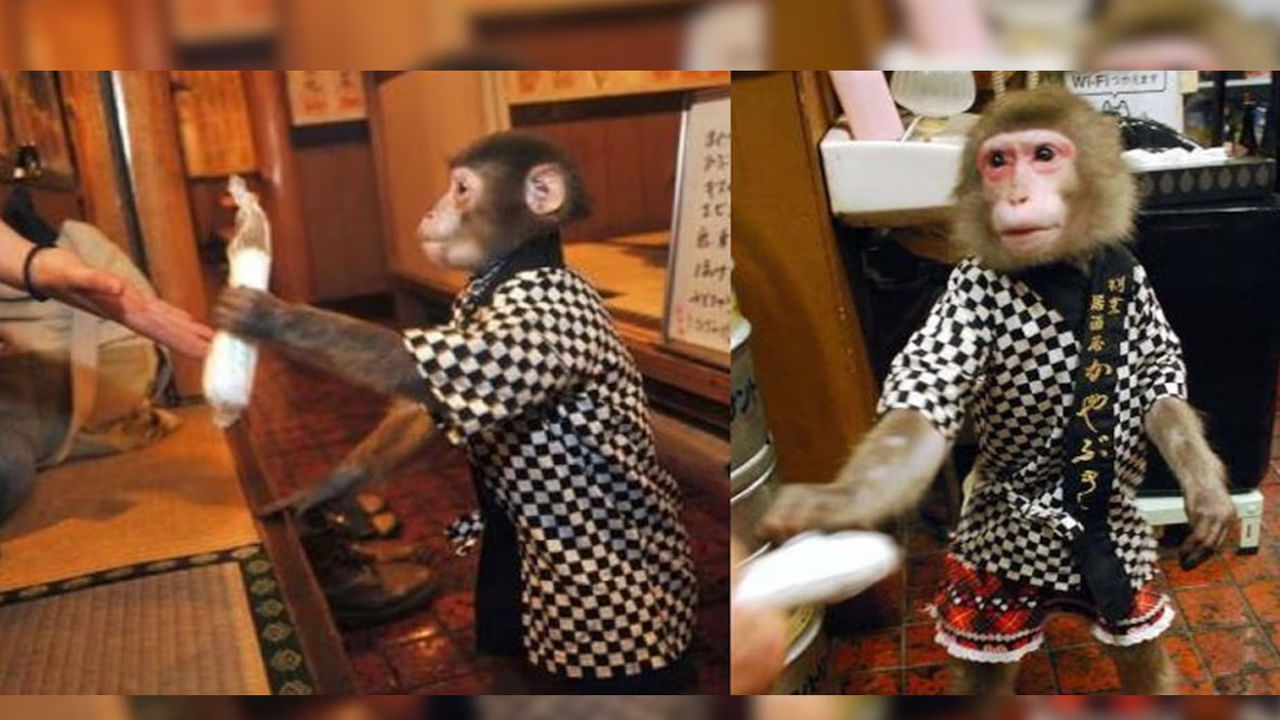 Monkey Waiter: రండి బాబు రండి..! కోతులు ఆహారం వడ్డించే హోటల్‌.. ఎగబడి ...