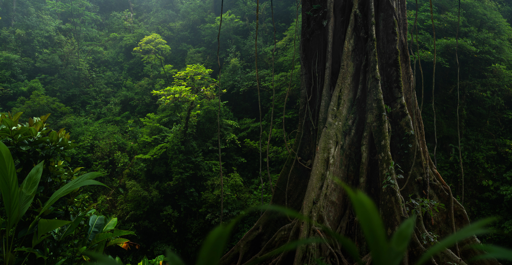 14 Interesting Facts About Rainforest Ecosystems