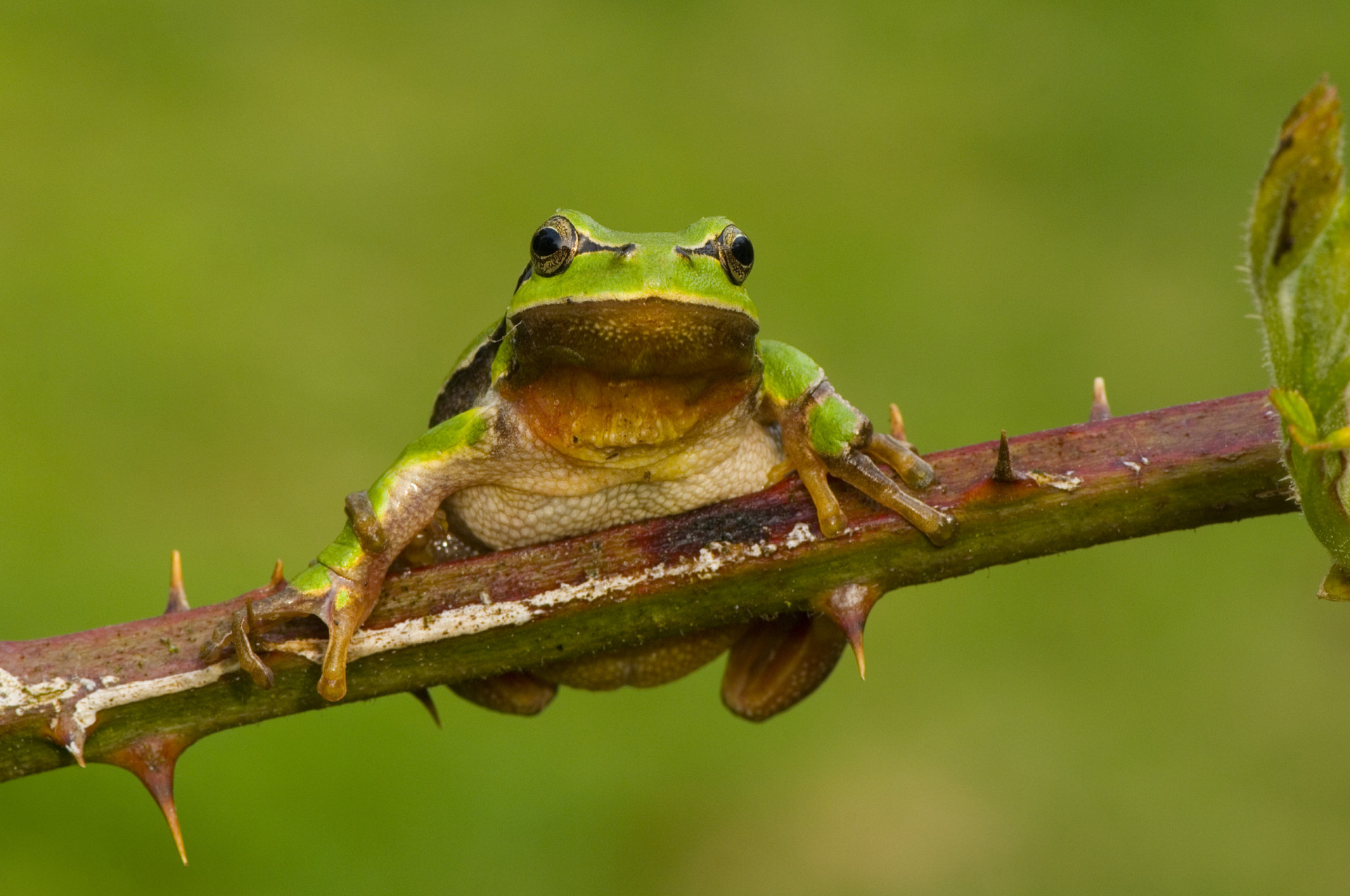 The world's most colorful and curious frogs