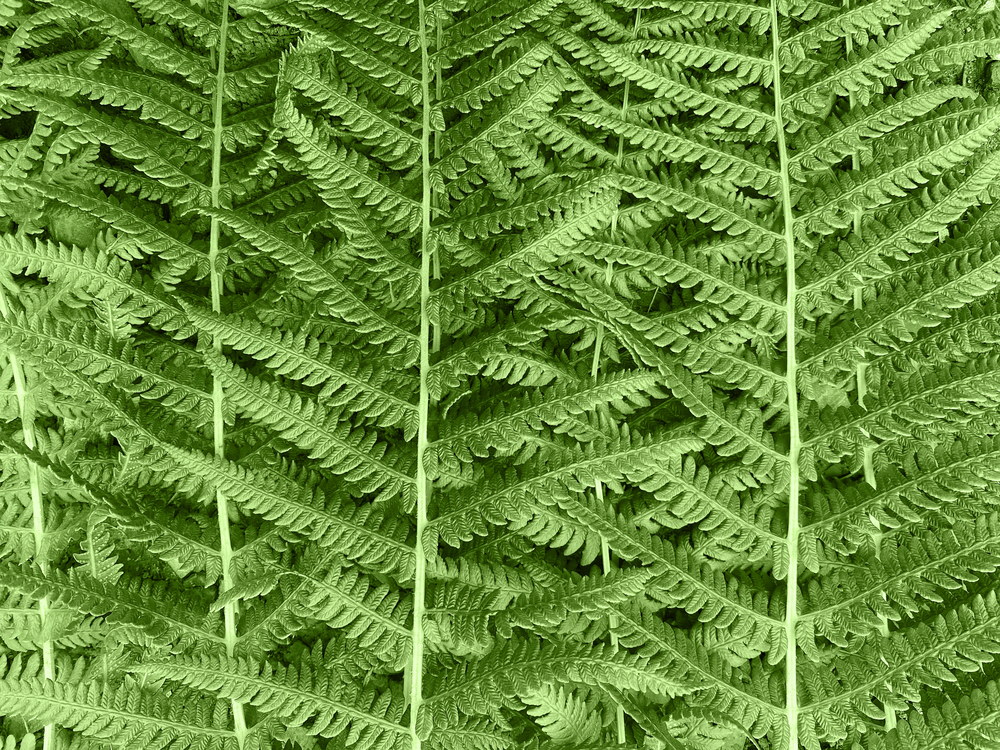 14 Interesting Facts About Rainforest Ecosystems