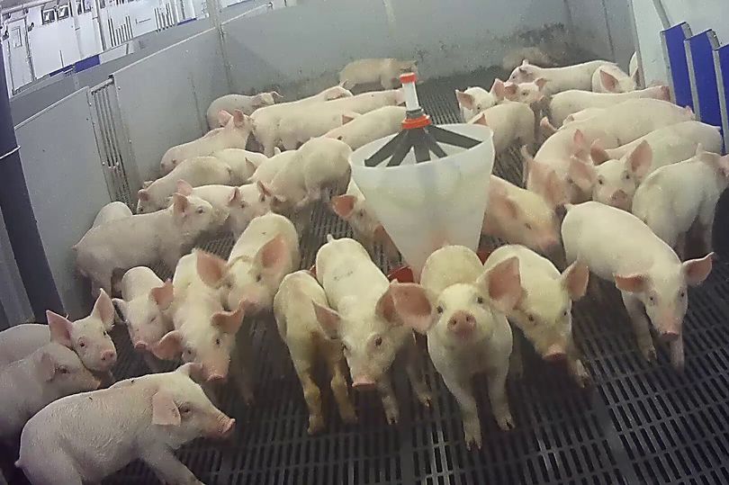 Pork producer Cranswick says review ‘well advanced’ after Lincolnshire ...