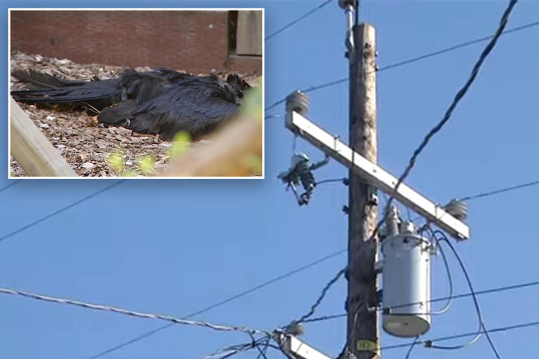 ‘Exploding’ birds are dropping dead in this California neighborhood ...
