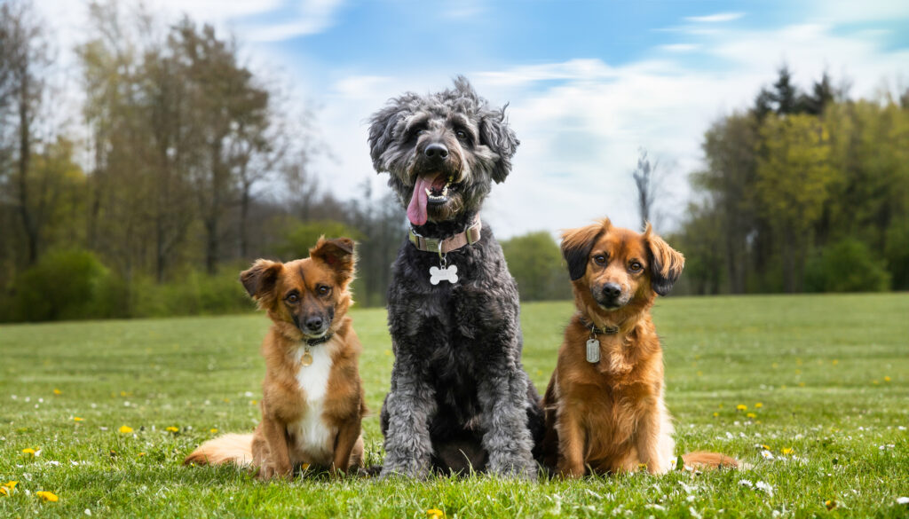 What is The Ideal Dog Breed for You?