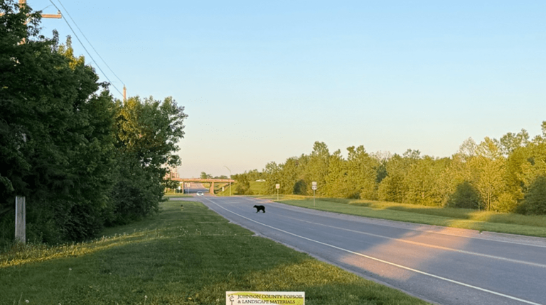 Black Bear spotted near Kansas City area Taco Bell