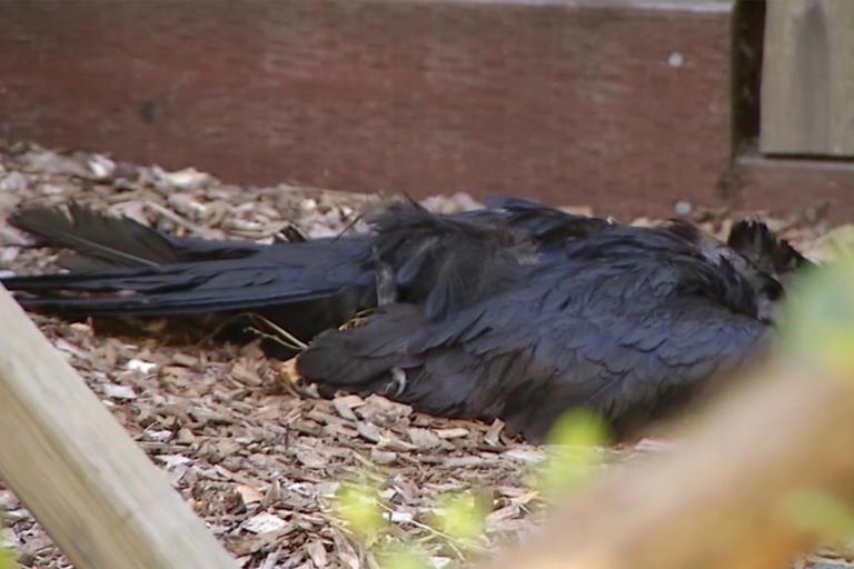 ‘Exploding’ birds are dropping dead in this California neighborhood ...