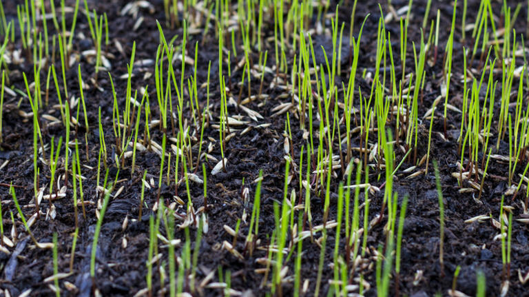 When To Plant Grass Seed For A Lush Lawn: Should You Do It Before Or ...