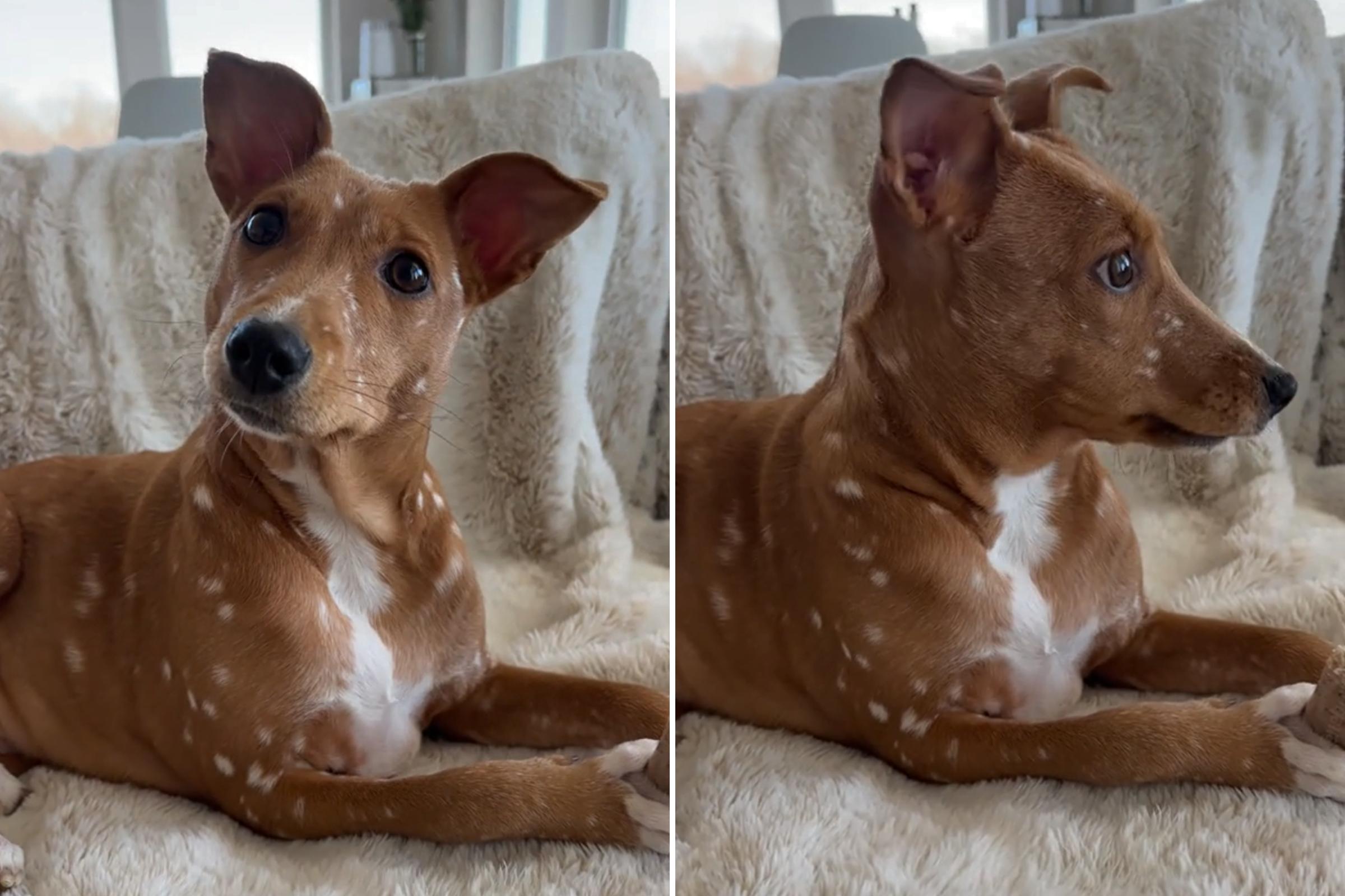 Rescue dog who looks like real-life Bambi has internet obsessed