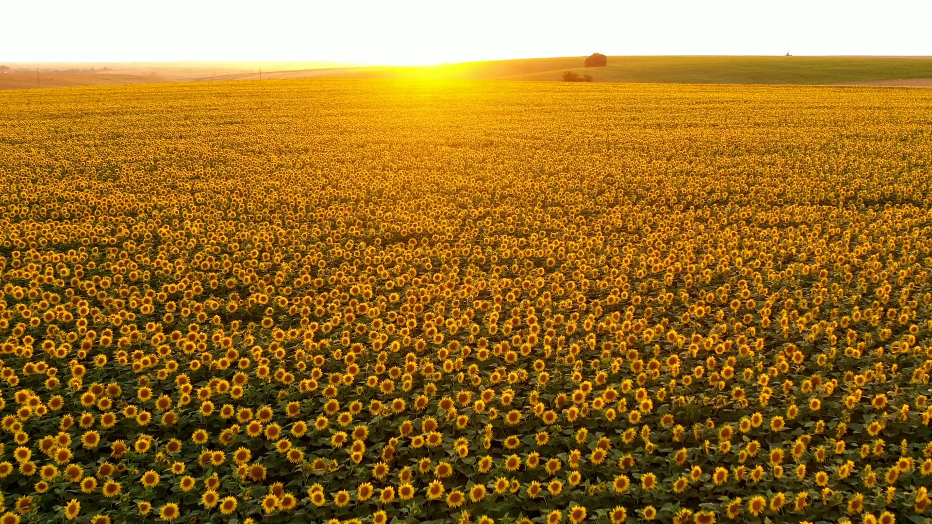 Golden Sea of Sunflowers Captured by Soaring Drone