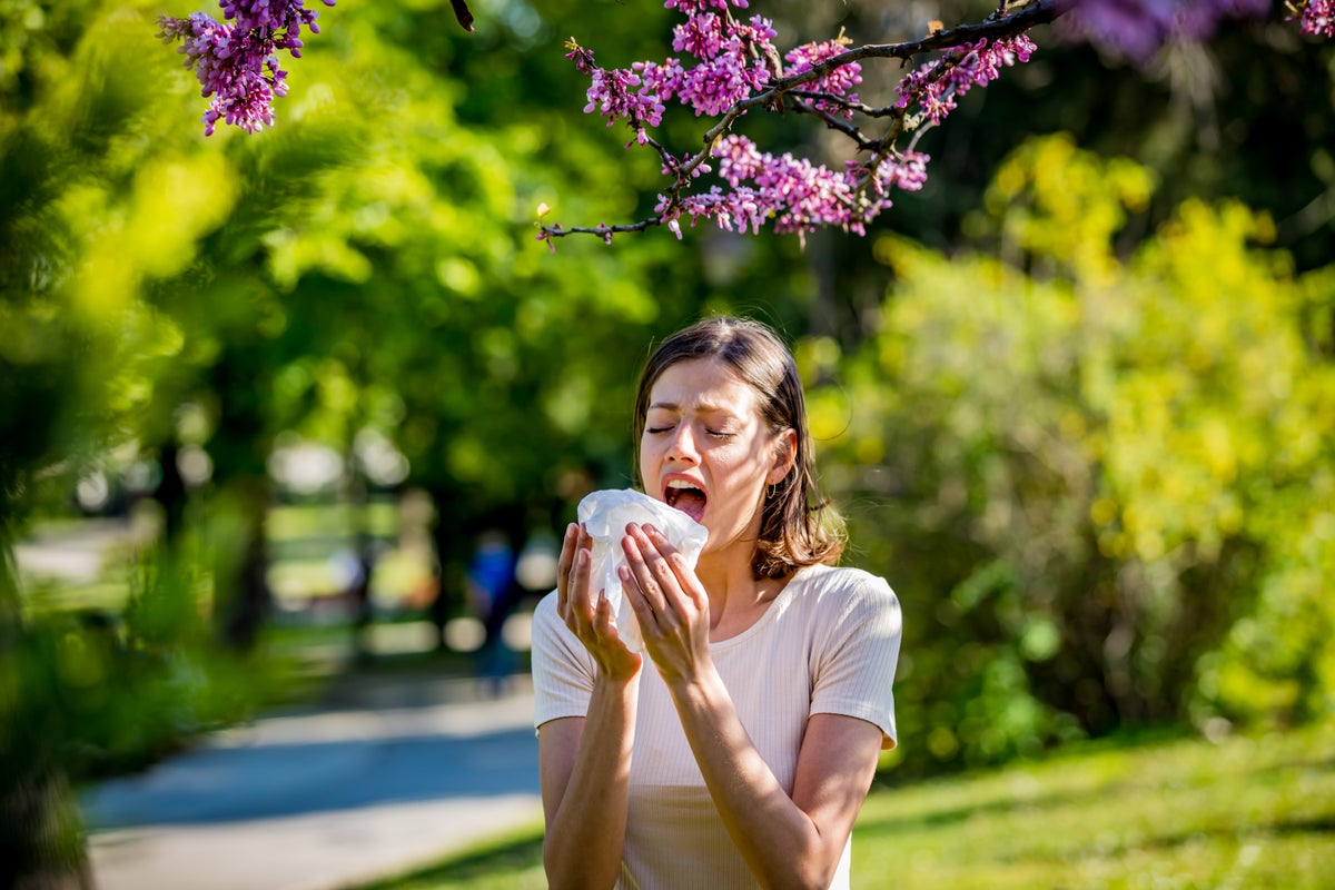 Hayfever sufferers set to get new drug which will provide ‘a better ...