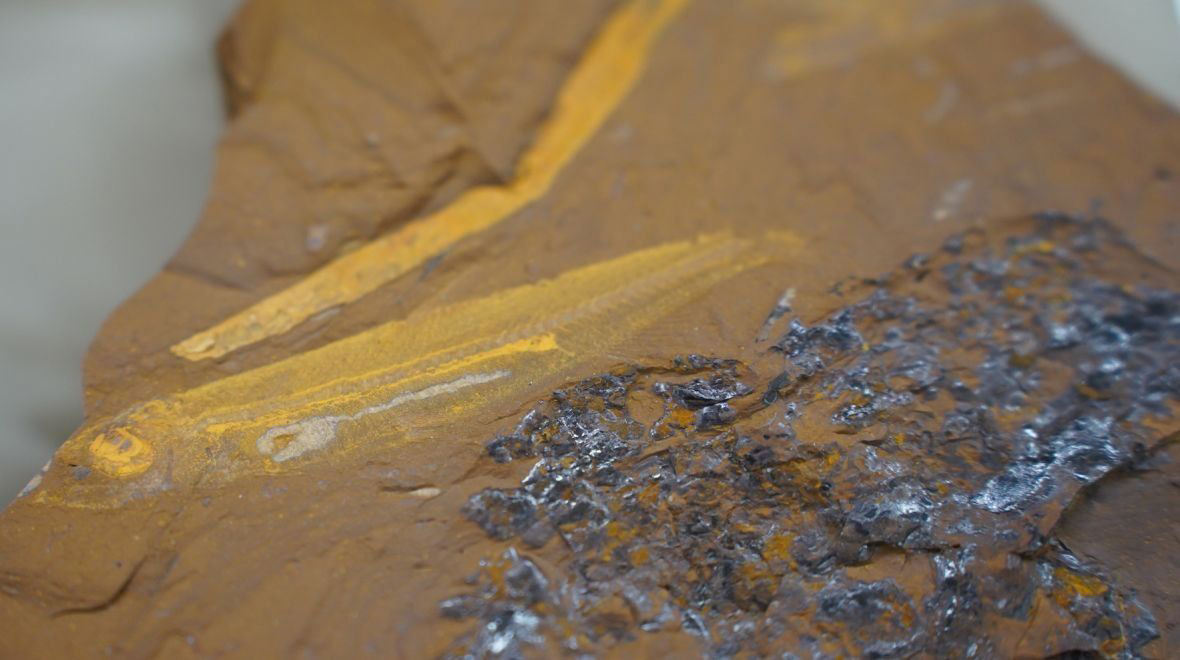 Rare discovery of 15-million-year old fossil uncovers secrets of the past Rare discovery of 15-million-year old fossil uncovers secrets of the past