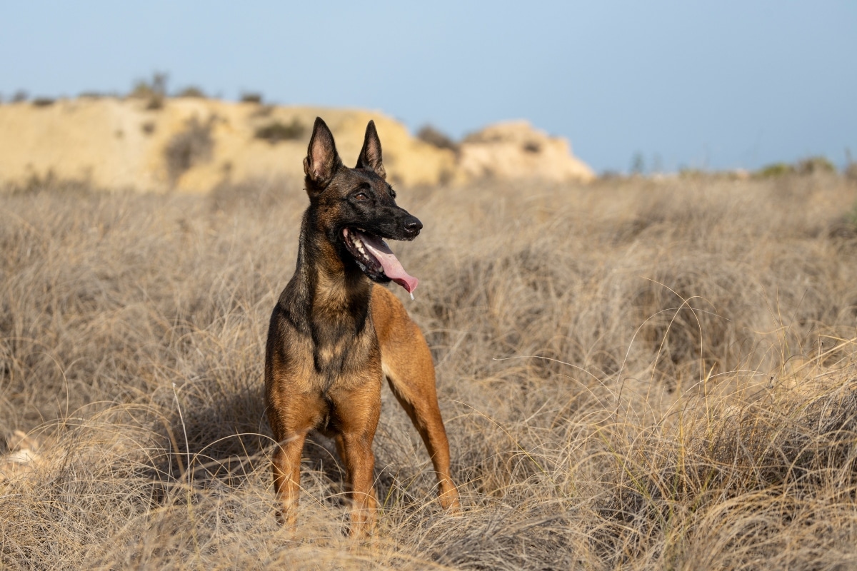 15 Watchful Dog Breeds That Notice Everything