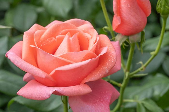 This Gorgeous New Flower Honors Kate Middleton—and It Comes with a ...