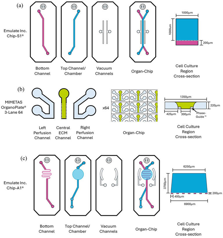 Scientists increase complexity of tissue models, providing an ...