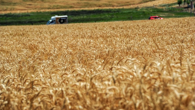 Bunge-Viterra merger could cost farmers and consumers $2. 5bn a year