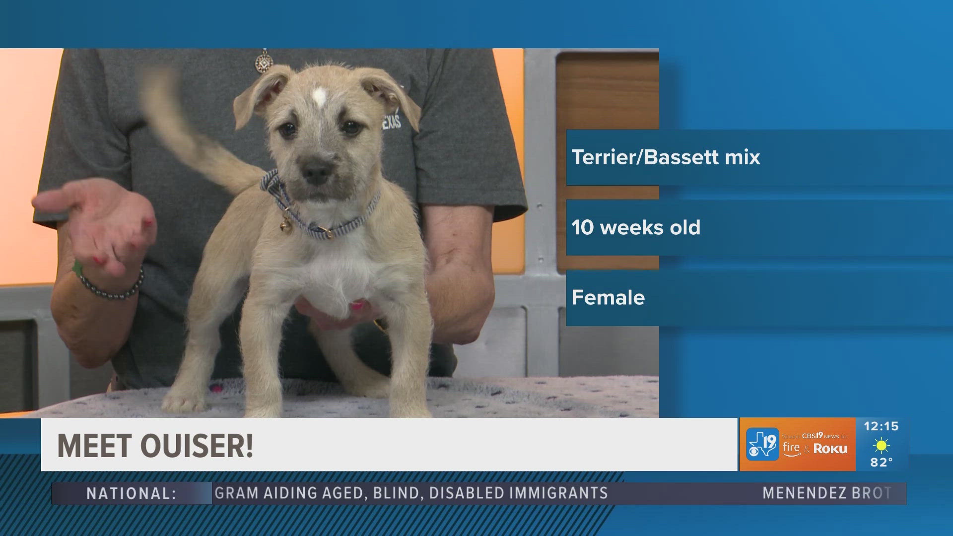 TUESDAY TAILS: Meet Ouiser from the SPCA of East Texas