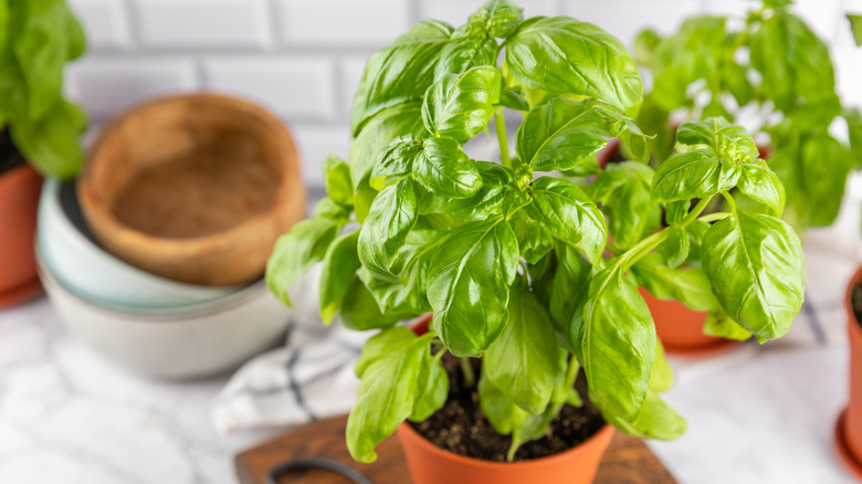 The Simple Growing Hack To Stop Basil From Getting Leggy