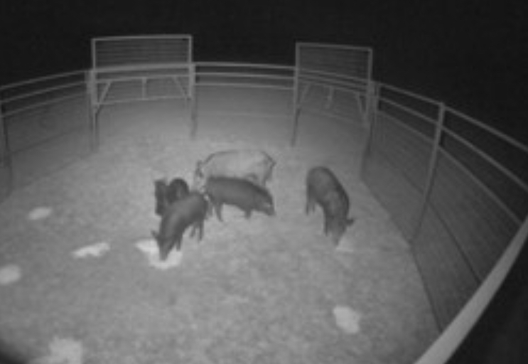 Nuisance animal hunting in Mississippi: What you need to know