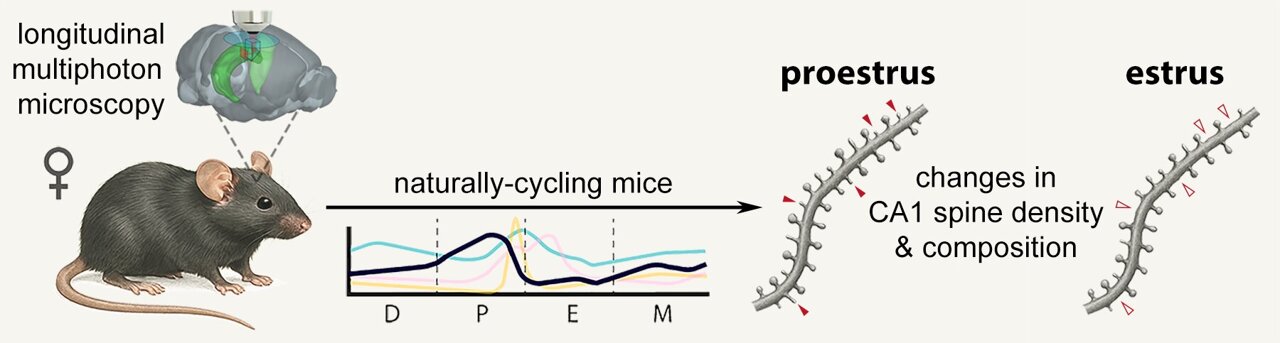 Hormone cycles shape the structure and function of key memory regions ...