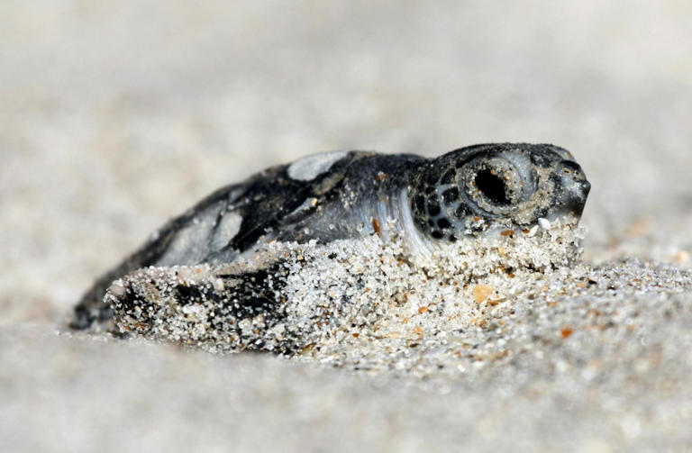 How redefining just one word could strip the Endangered Species Act’s ...