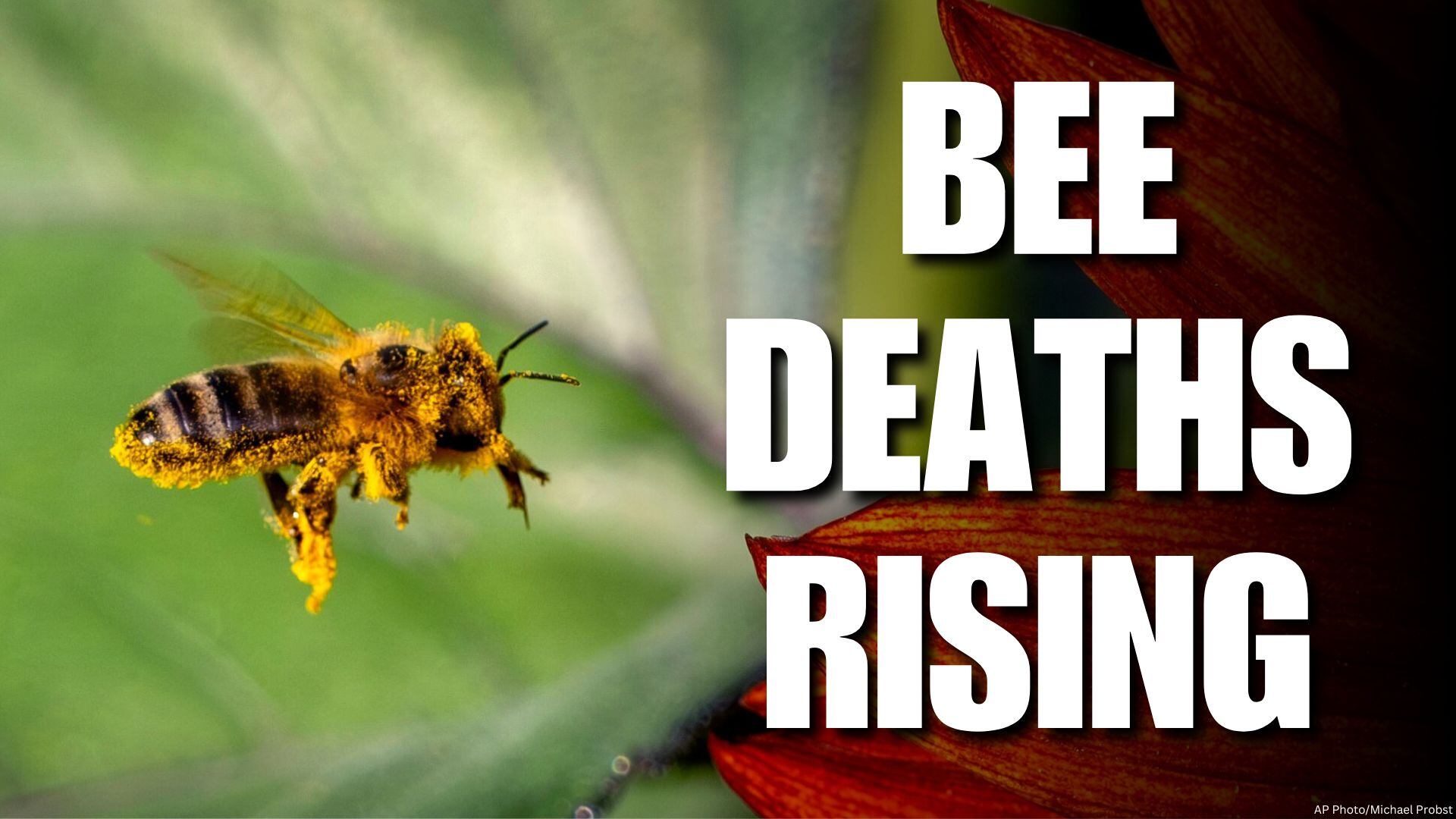 Louisiana bee farmers sound alarm on rising rate of ‘bee deaths’