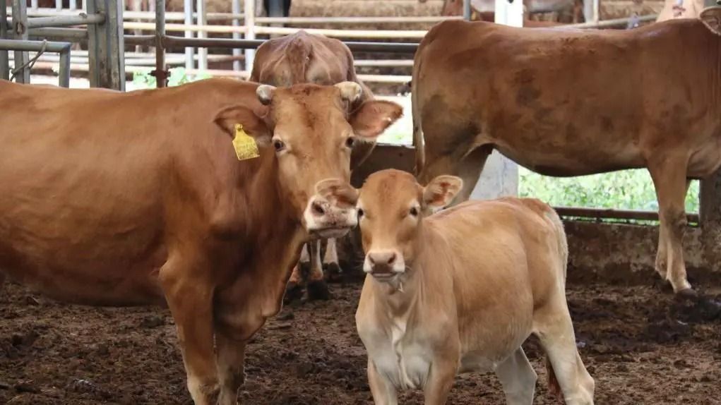Cattle imports confirmed safe