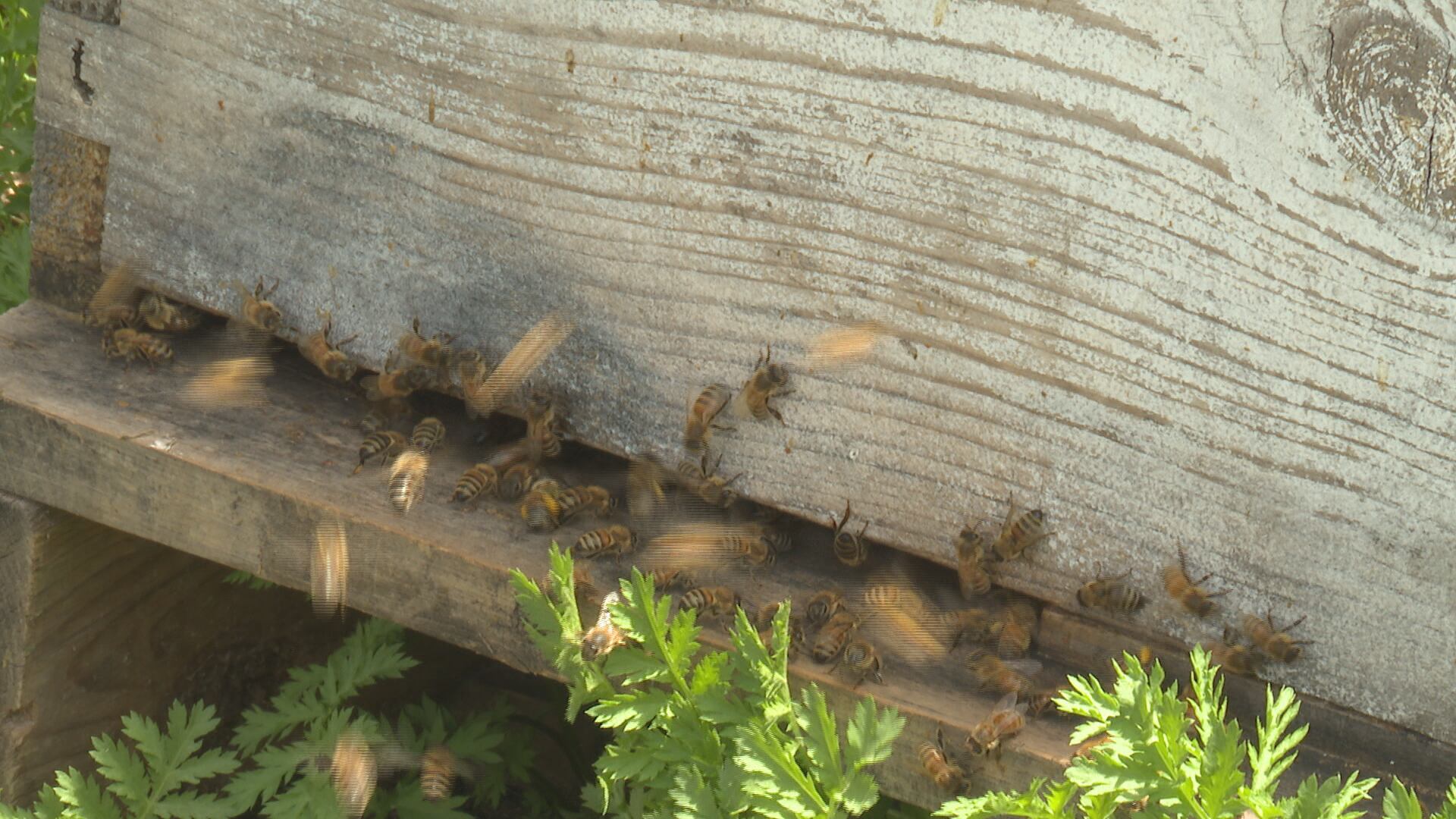 Bee loss impacts beekeepers across northcentral Wisconsin
