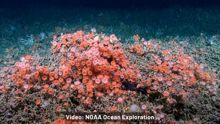 Moment of Science: New study estimates we’ve imaged just 0.001% of deep ...