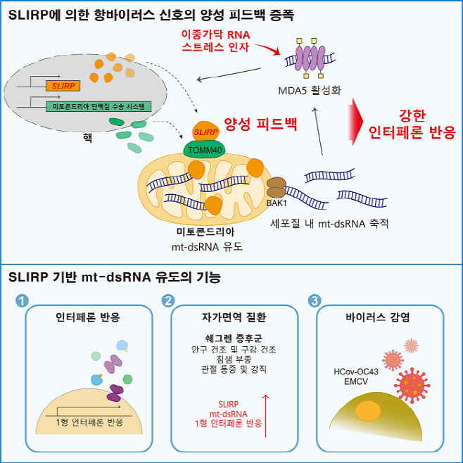 KAIST, 면역반응 '단백질 스위치' 발견…"자가면역질환 치료 단서"