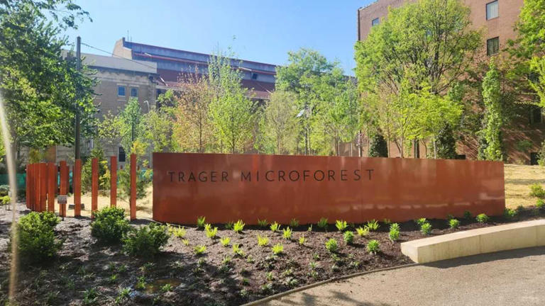 UofL unveils new microforest in downtown Louisville