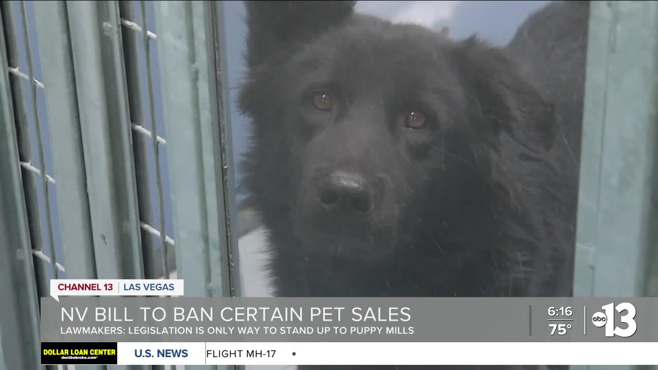 Advocates, pet store owners argue over ban on selling dogs, cats