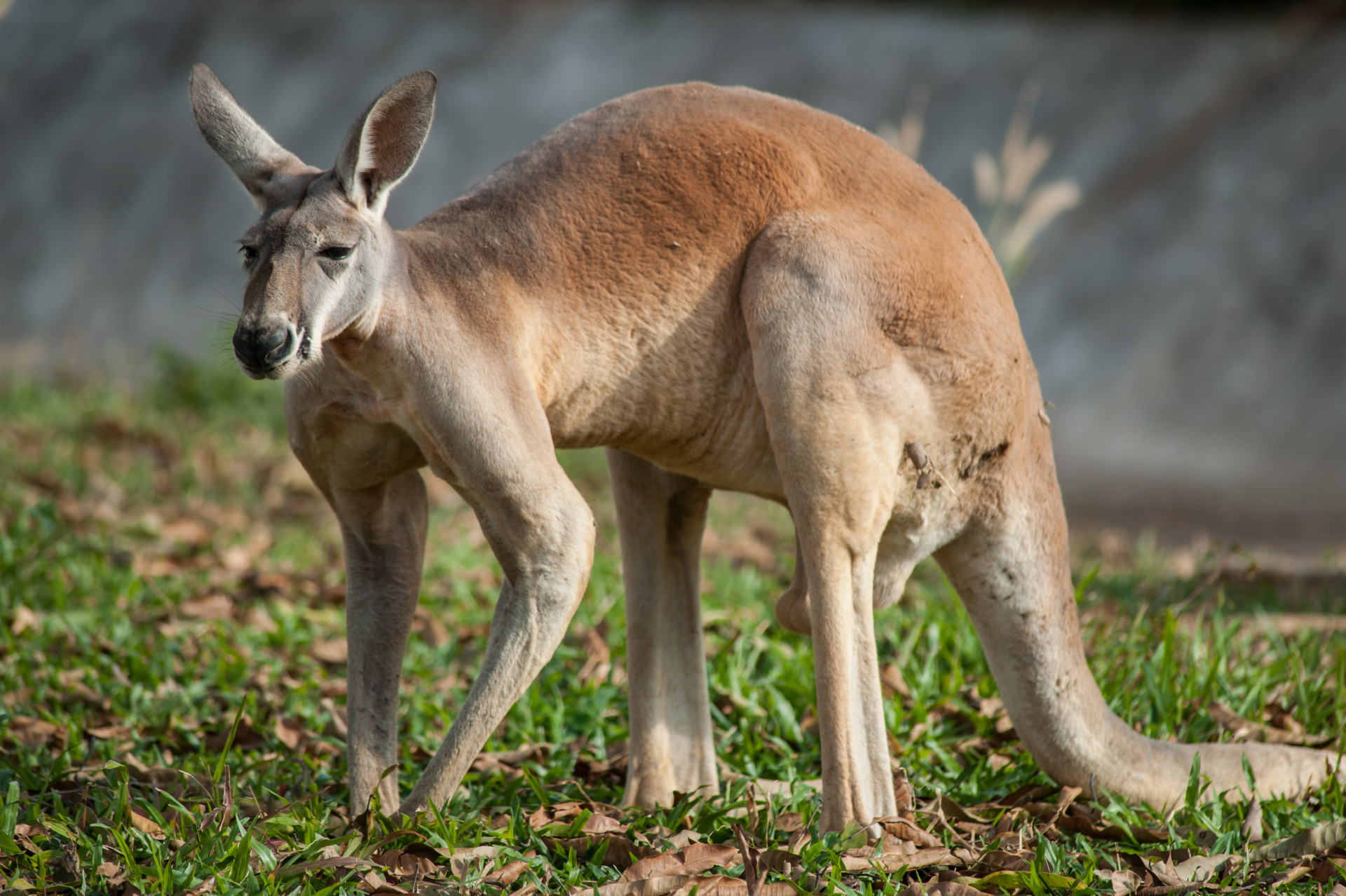 Meet the largest animals on Earth