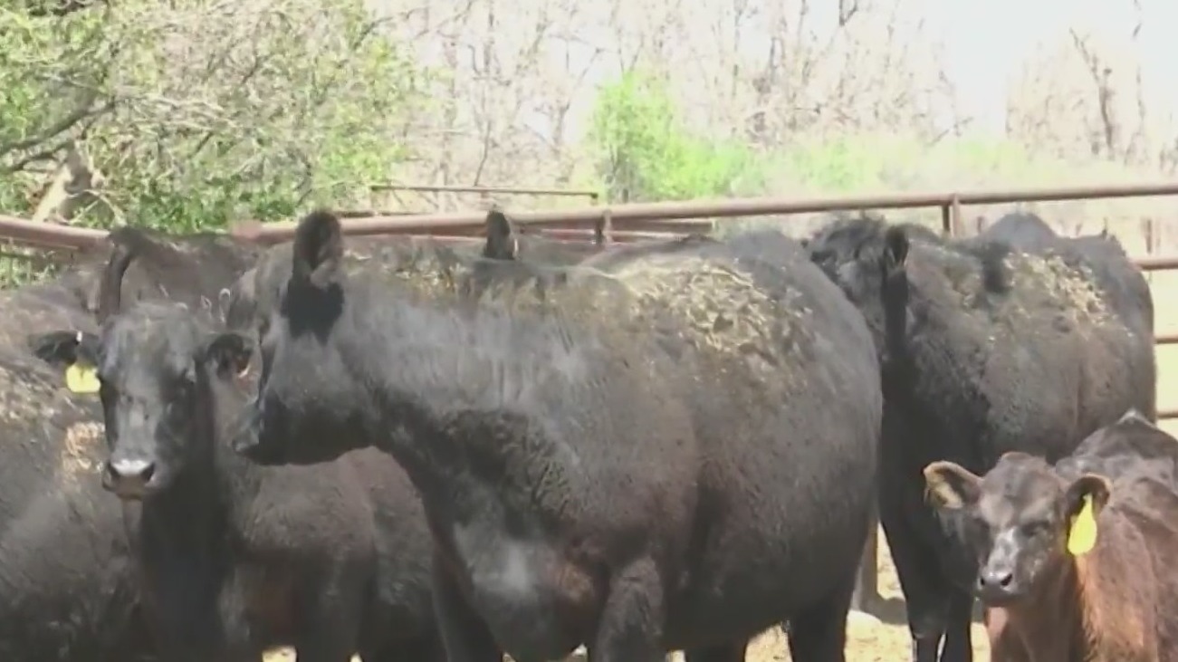 Screwworm outbreak: US-Mexico cattle trade suspended